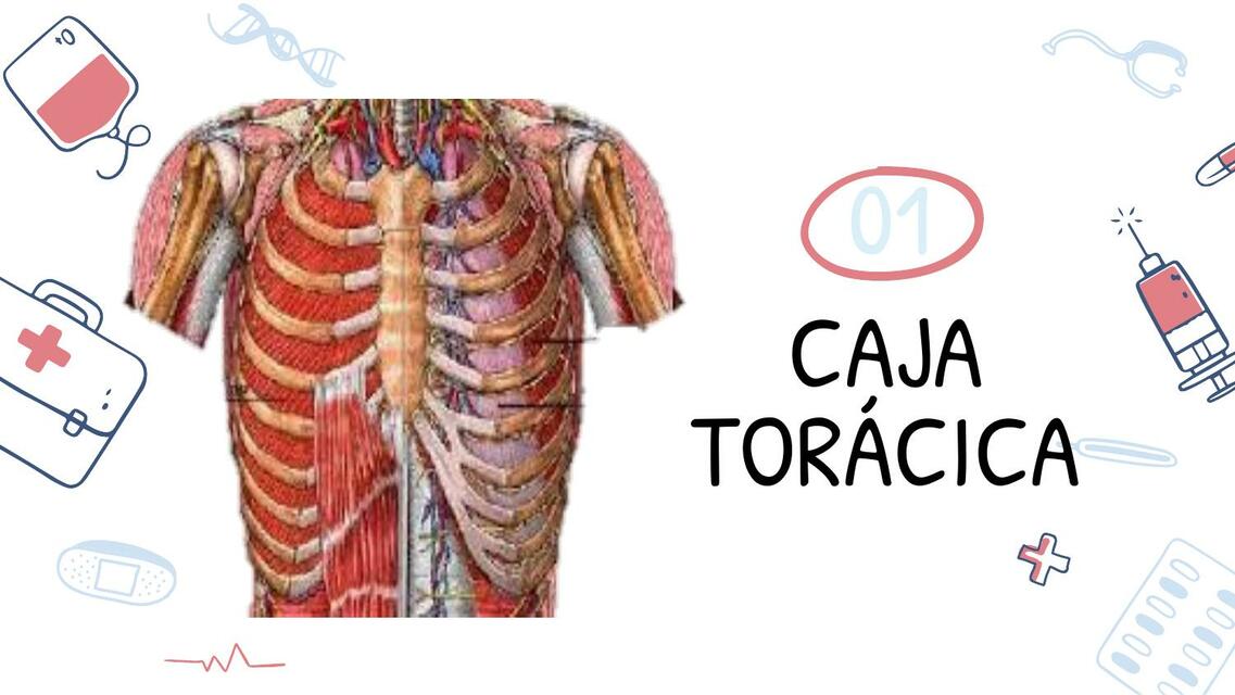 Resúmenes de Componentes del tórax | Descarga apuntes de Componentes ...