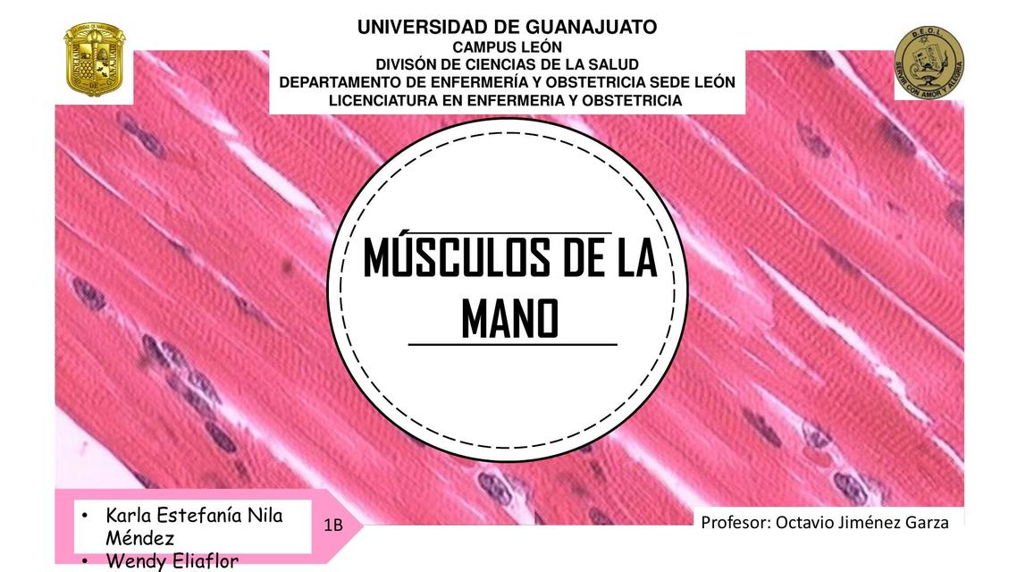 Músculos de la Mano | Lucero Bautista | uDocz