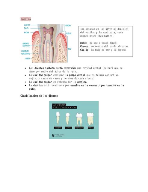 Anatomía de los Dientes | Camila Coello | uDocz