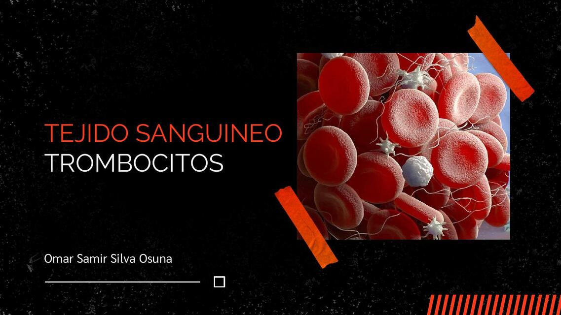 Histologia De Trombocitos