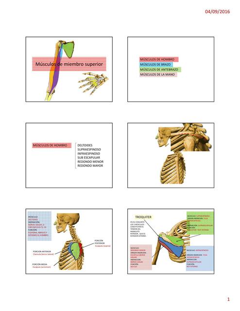 Músculos- Miembro Superior | Victoria Alanis | uDocz