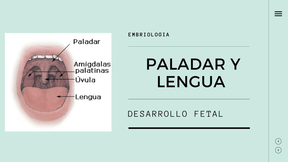 Flashcards de Paladar y Lengua | Por Lau Hernández | uDocz
