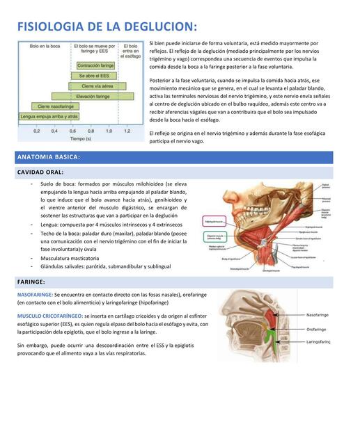 Anatomía Del Mecanismo De Deglución Deglución Infantil Apuntes