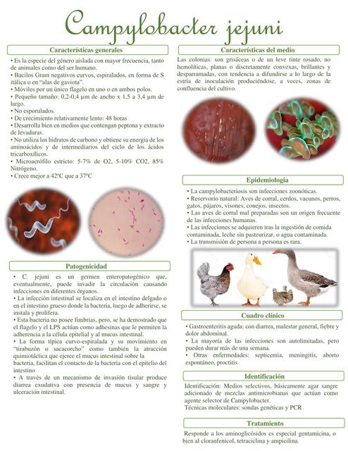 Campylobacter Jejuni