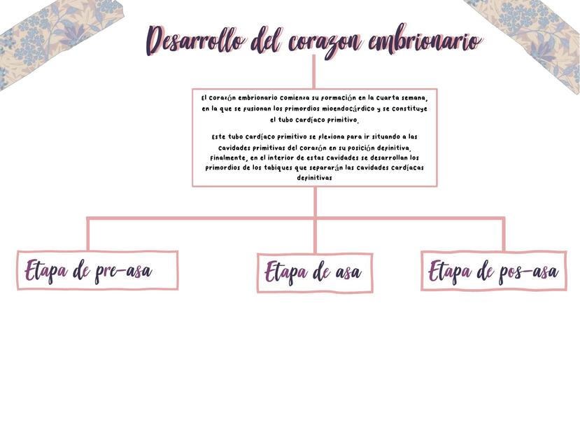 Desarrollo del Corazón | Lucia Palacios | uDocz