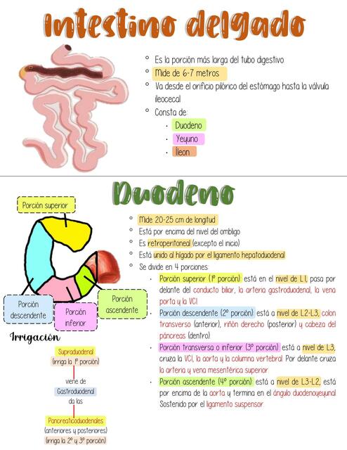Flashcard Abdomen | Cortés Emma | uDocz