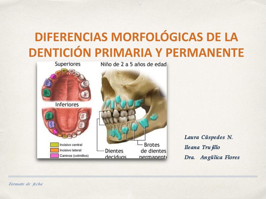 Diferencias morfológicas entre la dentición primaria y permanente ...