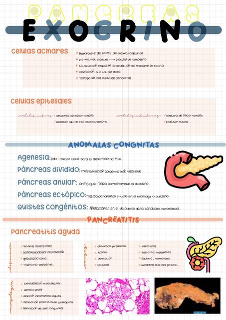 Páncreas Exocrino | Angie Pacheco | uDocz