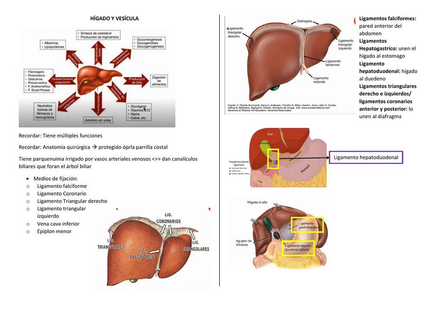 Hígado y Vesícula | Ritmo Sinusal | uDocz