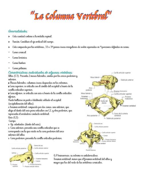 La columna Vertebral | Brenda Fernández Cano Torres | uDocz