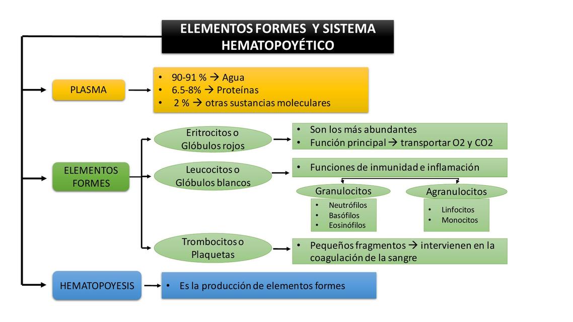 Elementos formes y sistema hematopéyico | ana paola hurtado | uDocz