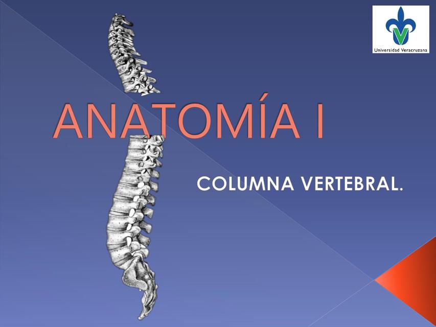 Columna Vertebral | Hanniaaa Castán | uDocz