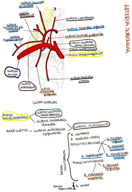 Arteria subclavia | Glomerulito | uDocz