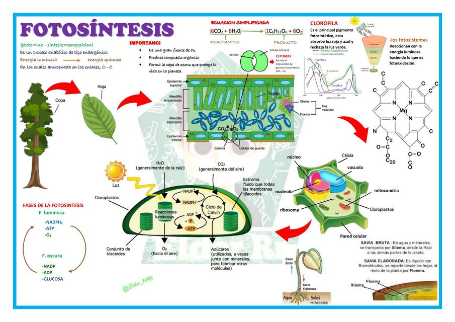 Resúmenes de Fases de la Fotosíntesis | Descarga apuntes de Fases de la ...