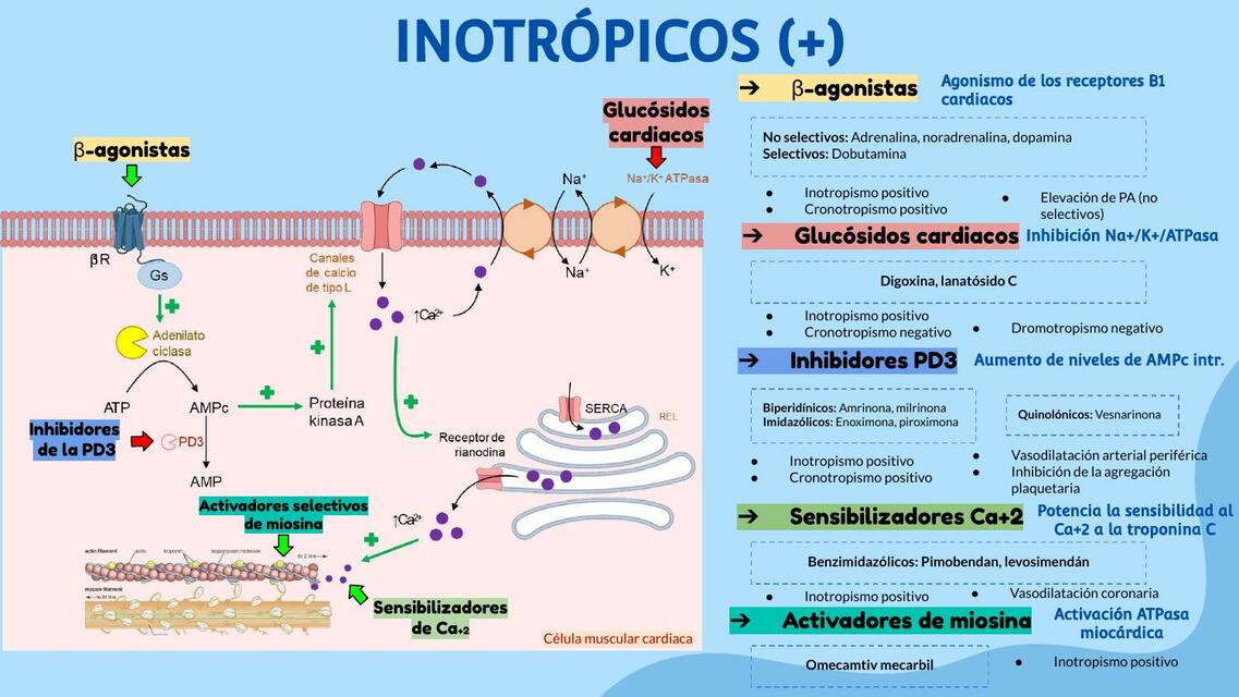 Fármacos Inotrópicos