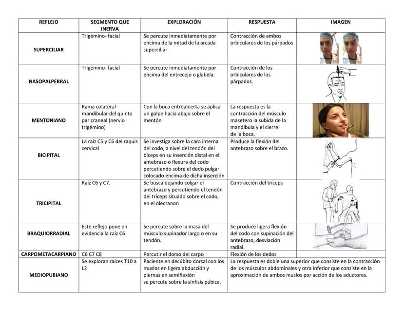 Resúmenes de Reflejo superciliar | Descarga apuntes de Reflejo superciliar