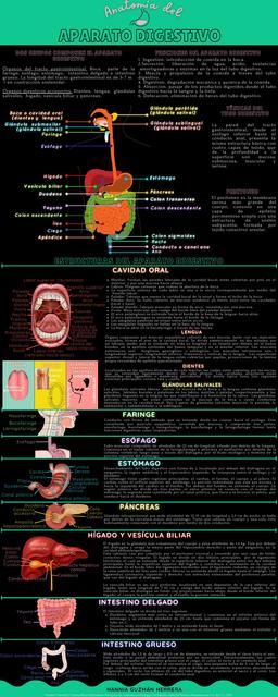 Anatomía del Aparato Digestivo | Mayorett García | uDocz