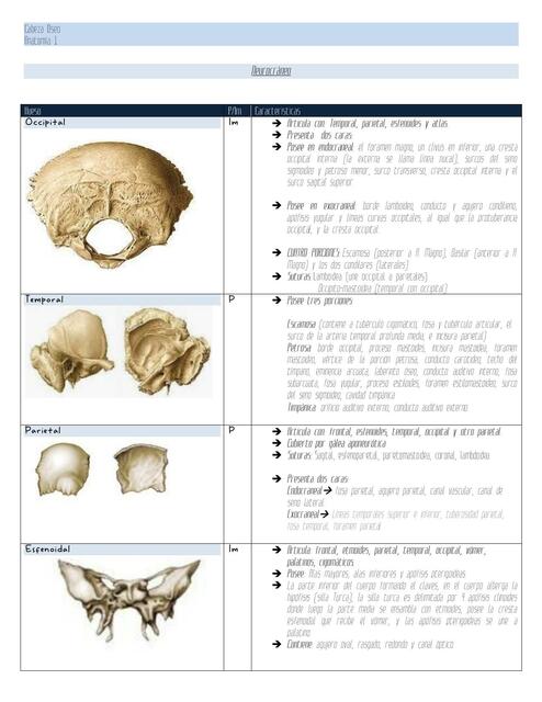 Neurocráneo | Team Copito | uDocz