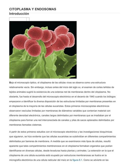 Endosomas | uDocz