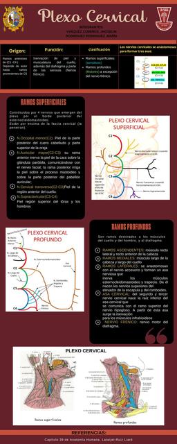 Plexo Cervical | MARIA ANGELA RODRIGUEZ RODRIGUEZ | uDocz