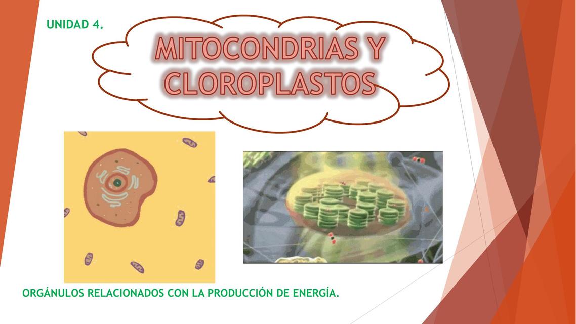 Mitocondrias y Cloroplastos | Samantha Shernandez | uDocz