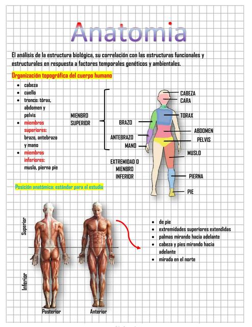 Anatomía | Nallely.C | uDocz