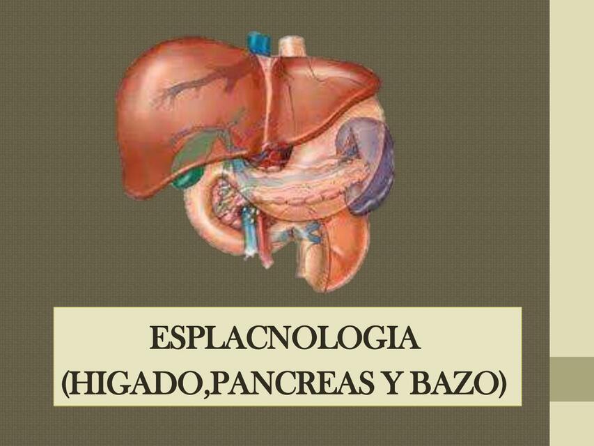 Esplacnología- Hígado, Páncreas y Bazo