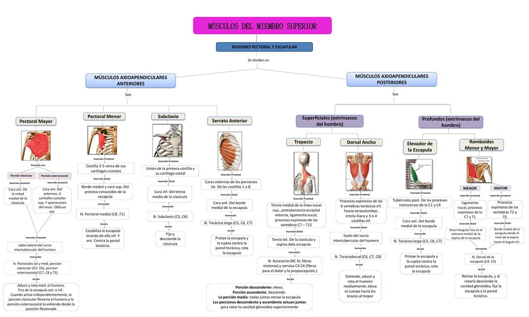 Aparato locomotor | uDocz