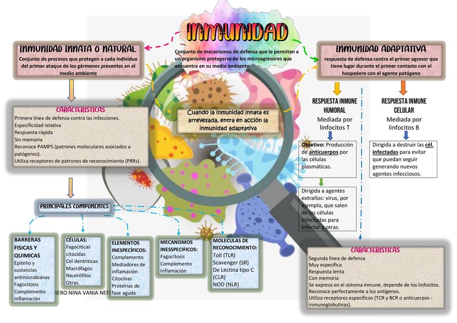 Diagrama De Inmunidad Innata