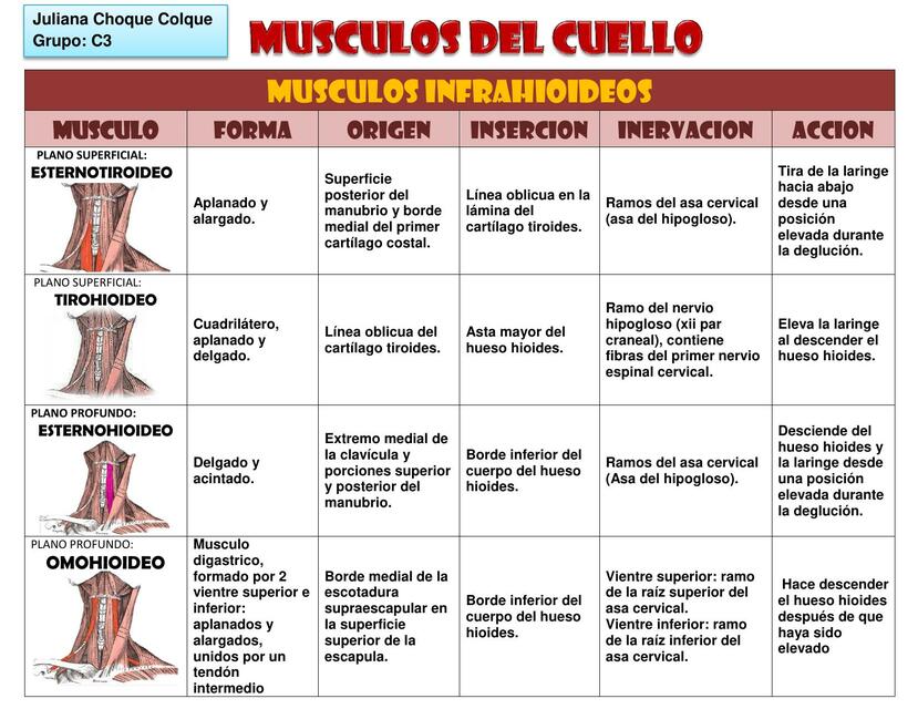 Músculos del Cuello | Mr. Dr | uDocz