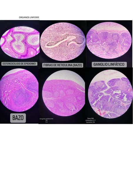 Cortes Histológicos | JOYCE ANACECILIA BROPHY MENDOZA | uDocz
