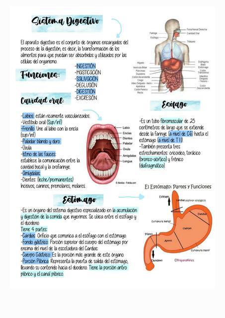 Anatomía! | uDocz