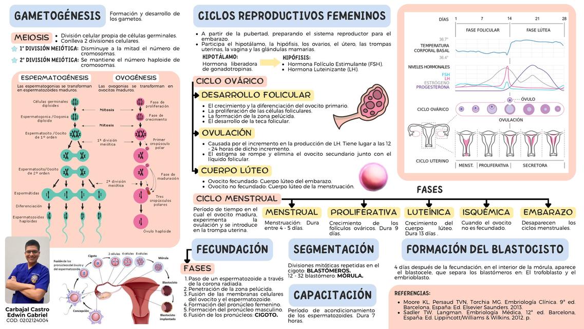 Gametogénesis y Ciclo Reproductivo | EDWIN GABRIEL CARBAJAL CASTRO | uDocz