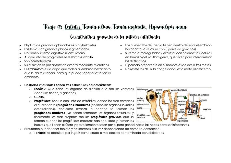 Cestodos; Taenia solium, Taenia saginata, Hymenolepis nana ...