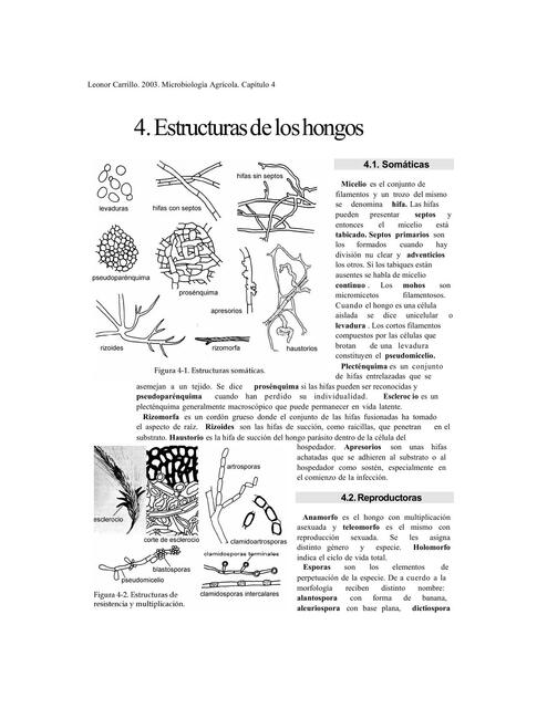 Estructuras de los Hongos | Biología General | uDocz