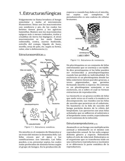 Estructuras Fúngicas | Biología General | uDocz