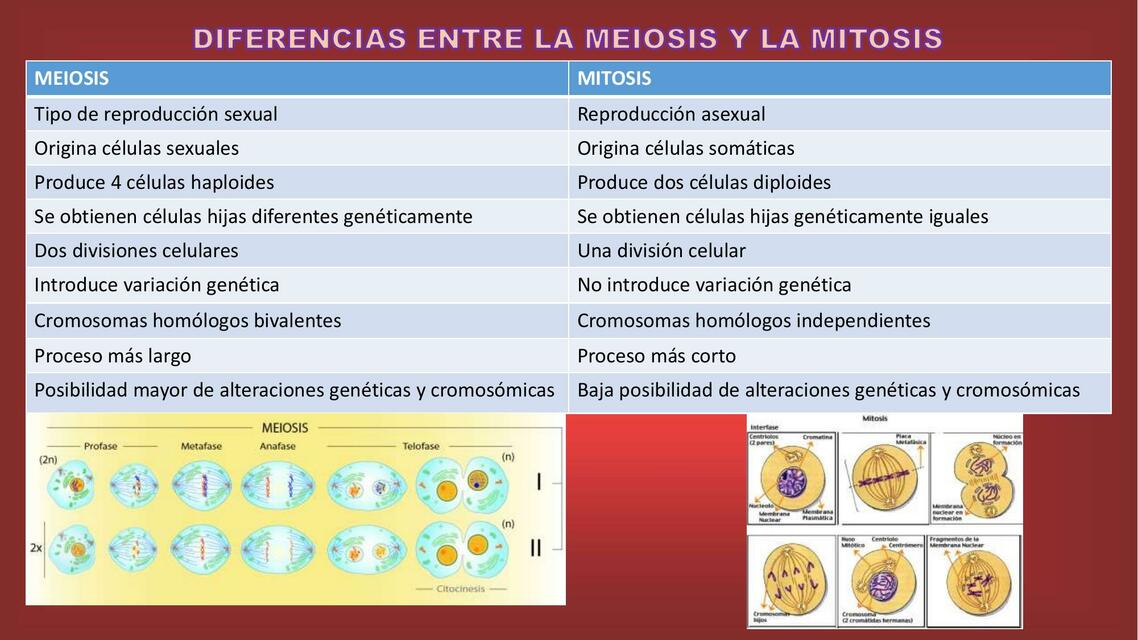 Meiosis y Mitosis | Mirtha Zadith Ramírez Baldeón | uDocz