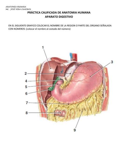 Práctica de anatomía humana | Xihomara CaFer | uDocz
