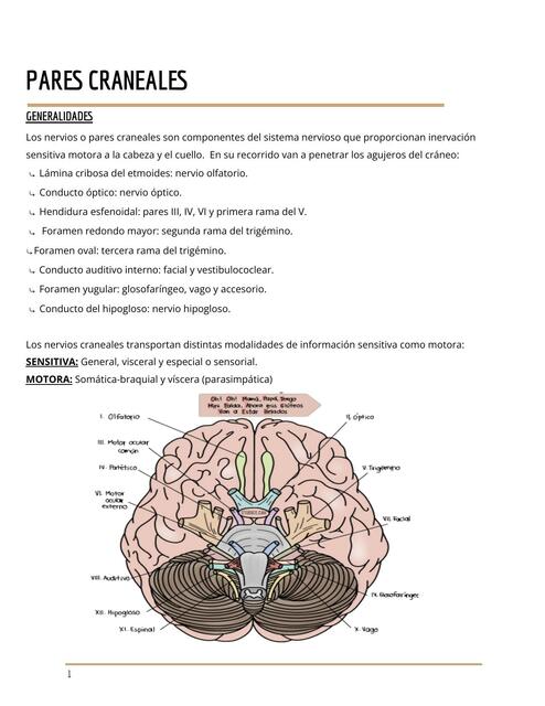 Pares Craneales | Serena Balestieri | uDocz