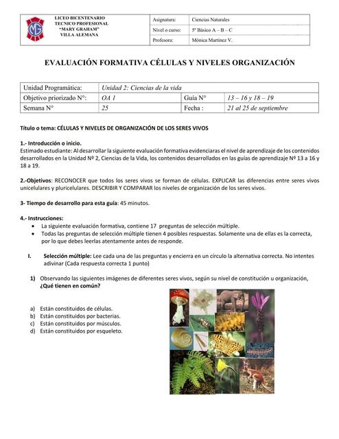 Células y niveles organización | silvana gonzalez | uDocz