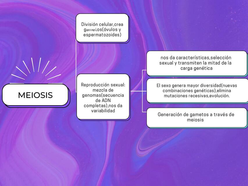 Meiosis | mariafernanda solorzano | uDocz