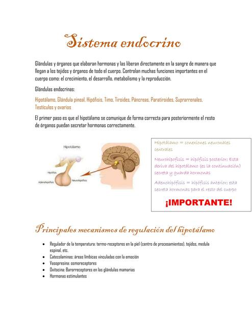 Sistema Endocrino | Judith Salinas | uDocz