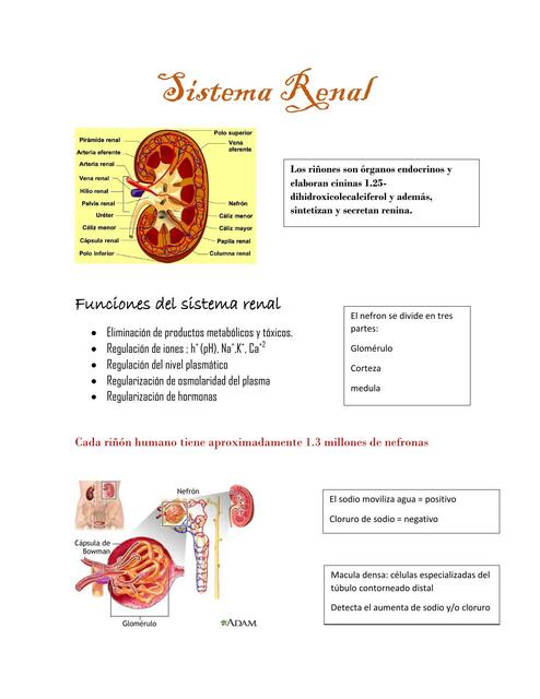Sistema Renal | Judith Salinas | uDocz