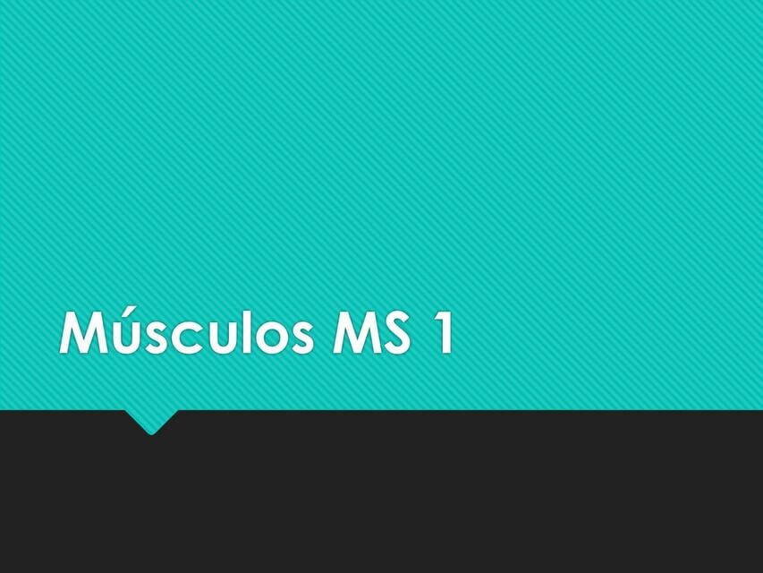 Músculos de Miembro Superior (parte 1) - Músculos del Brazo - Resumen ...