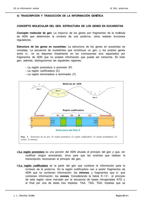 Concepto Molecular del Gen. Estructura de los Genes en Eucariotas ...
