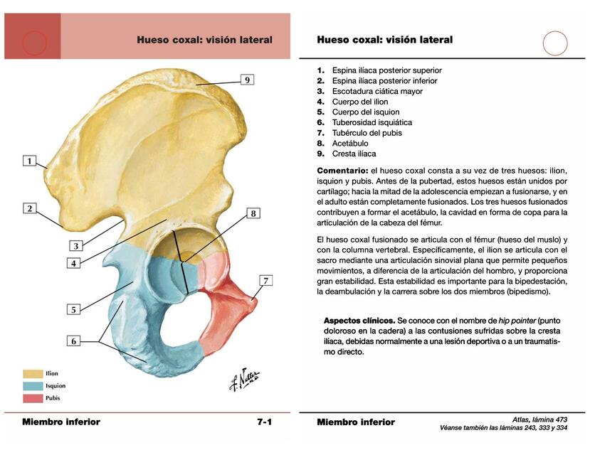 Netter Flashcards de Anatomía (Miembro Inferior)