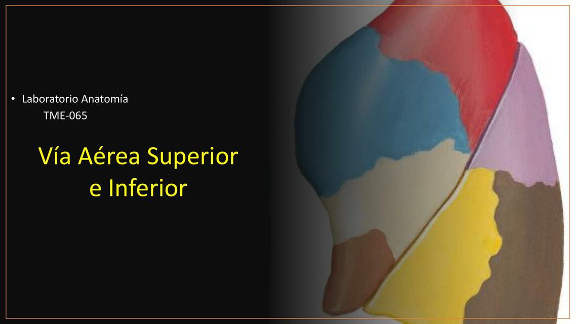 Vía Aérea Superior e Inferior | Keila Álvarez | uDocz