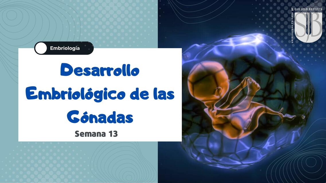 Desarrollo Embriológico de las Gónadas | Kim Herrera | uDocz
