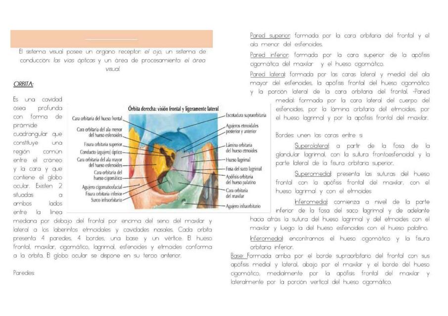 Anatomía de Ojo | emilia pittau | uDocz