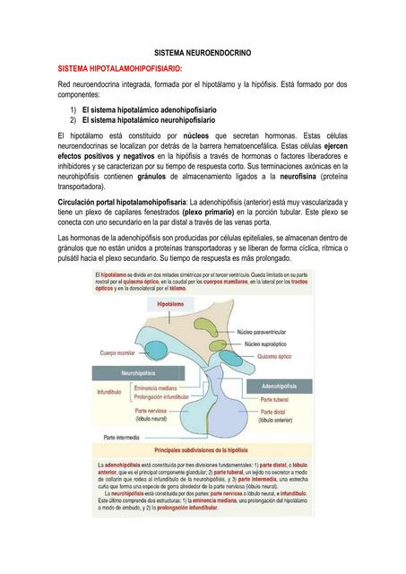 Órganos Endocrinos | Anderson Chavez Patricio | uDocz